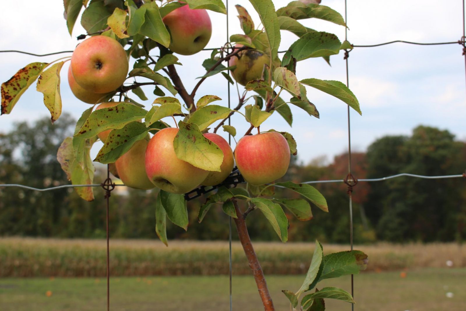 Apple Picking and Pumpkin Patching at Riamede Farm | What's For Dinner Esq.